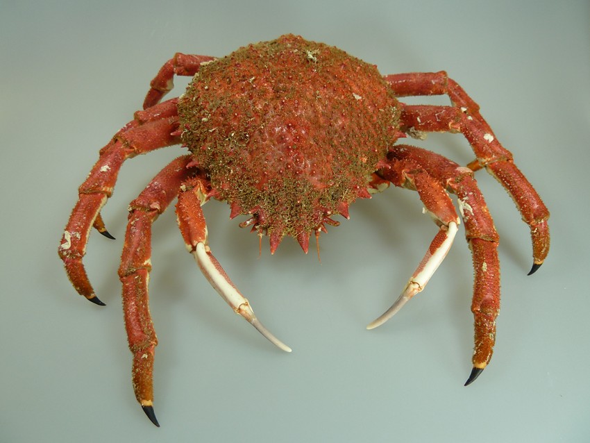 CENTOLLO COCIDO GRANDE - El Marisquero Burgalés